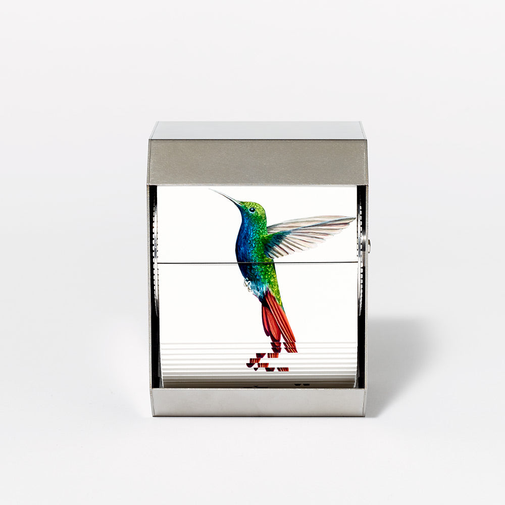 Black-Throated Mango Hummingbird by J. C. Fontanive – New Museum Store